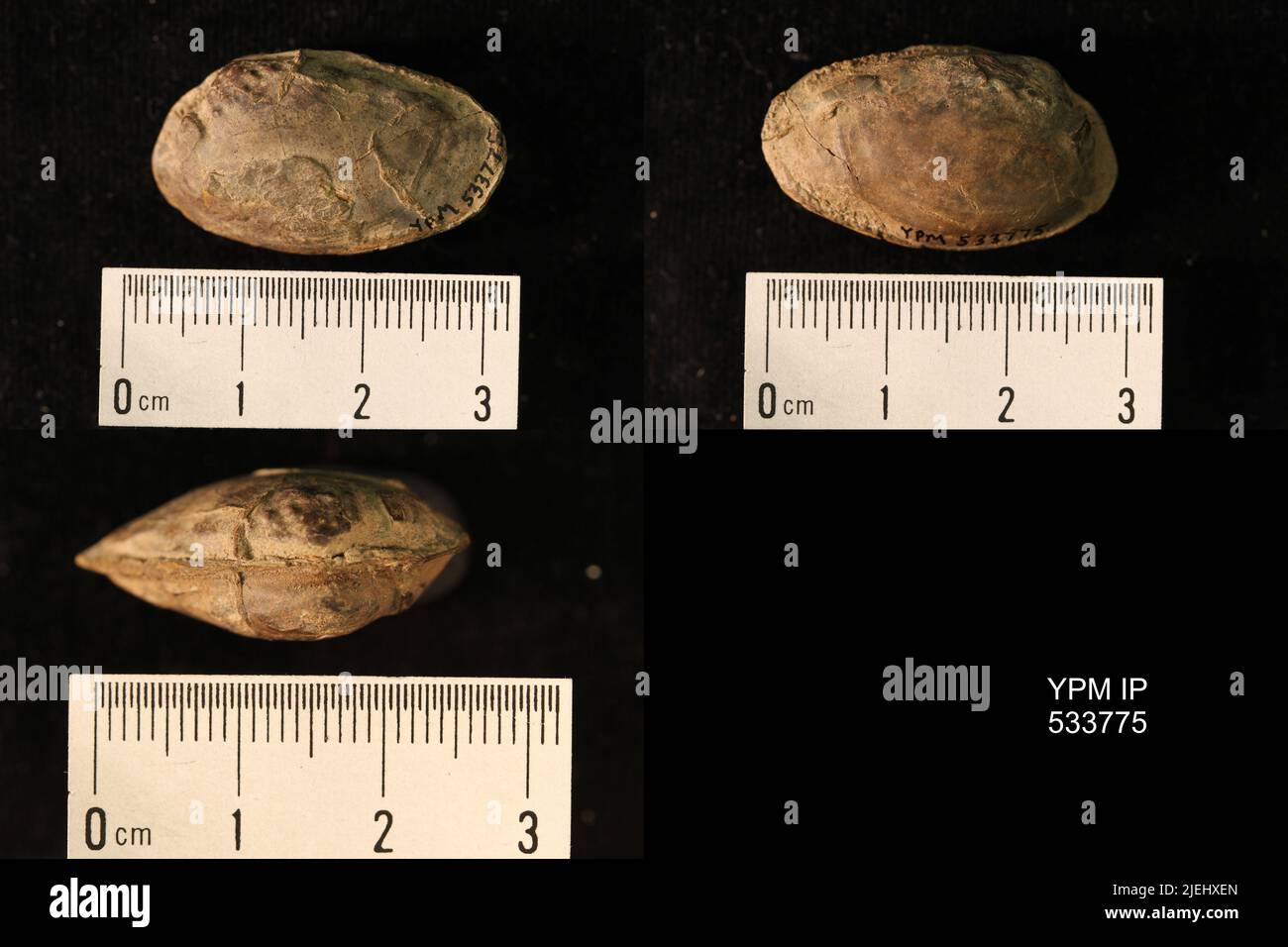 Nuculoi hi-res stock photography and images - Alamy