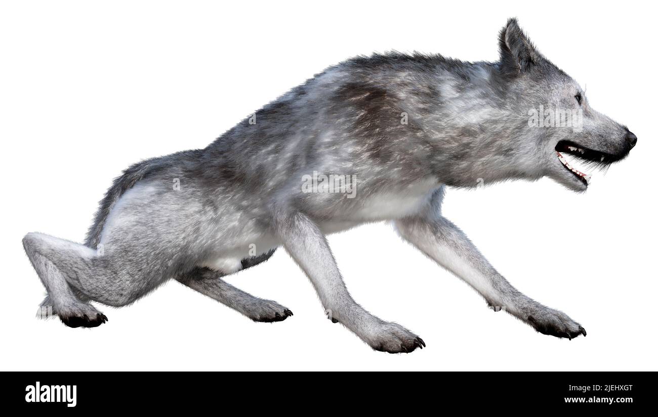 3D rendering of a wild gray wolf isolated on white background Stock ...