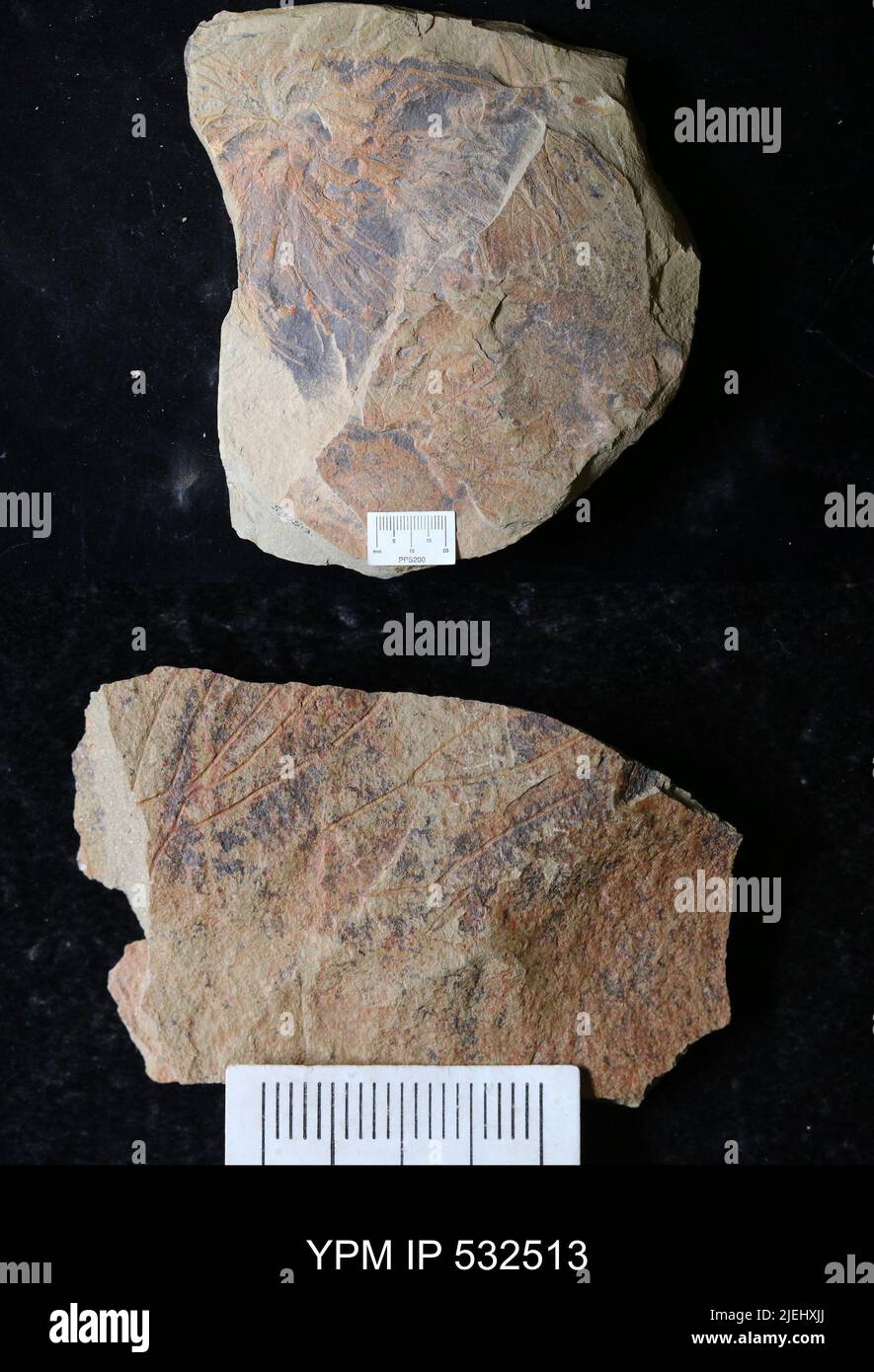 Graptolithina graptolites hi-res stock photography and images - Alamy