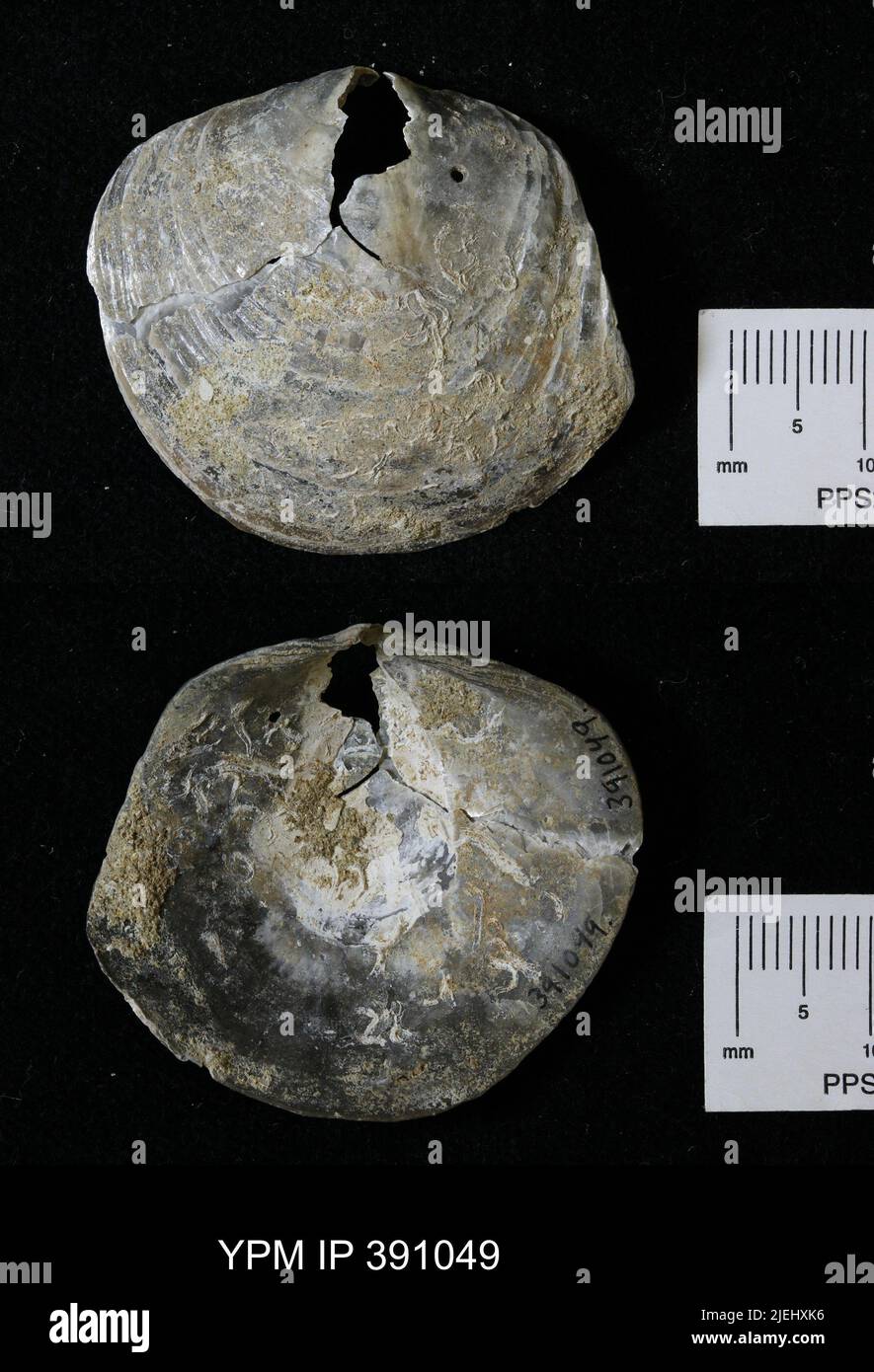 Anomia hi-res stock photography and images - Alamy