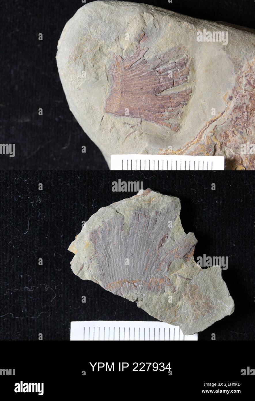 Evolution of prehistoric species hi-res stock photography and images ...