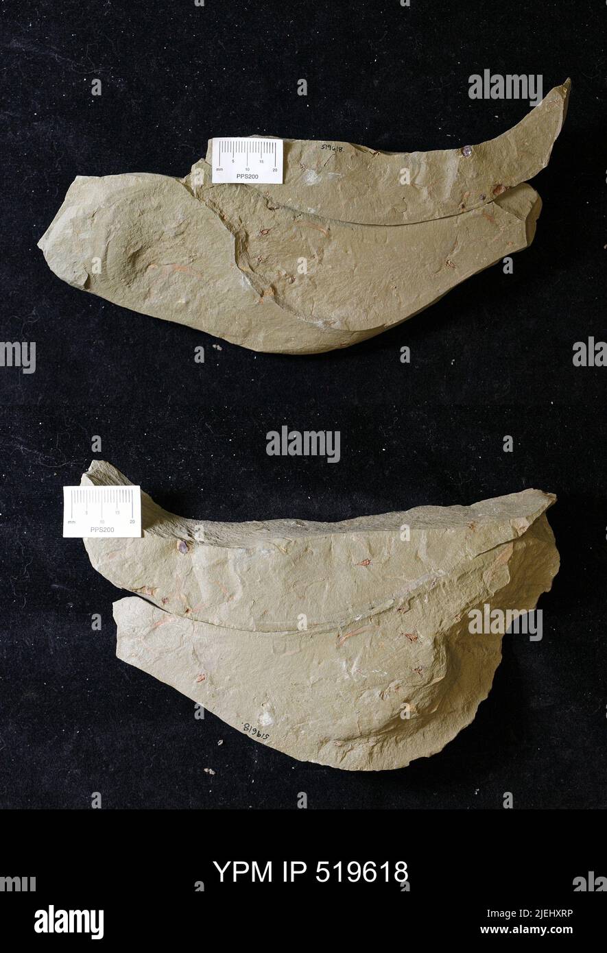 Eocrinoidea hi-res stock photography and images - Alamy