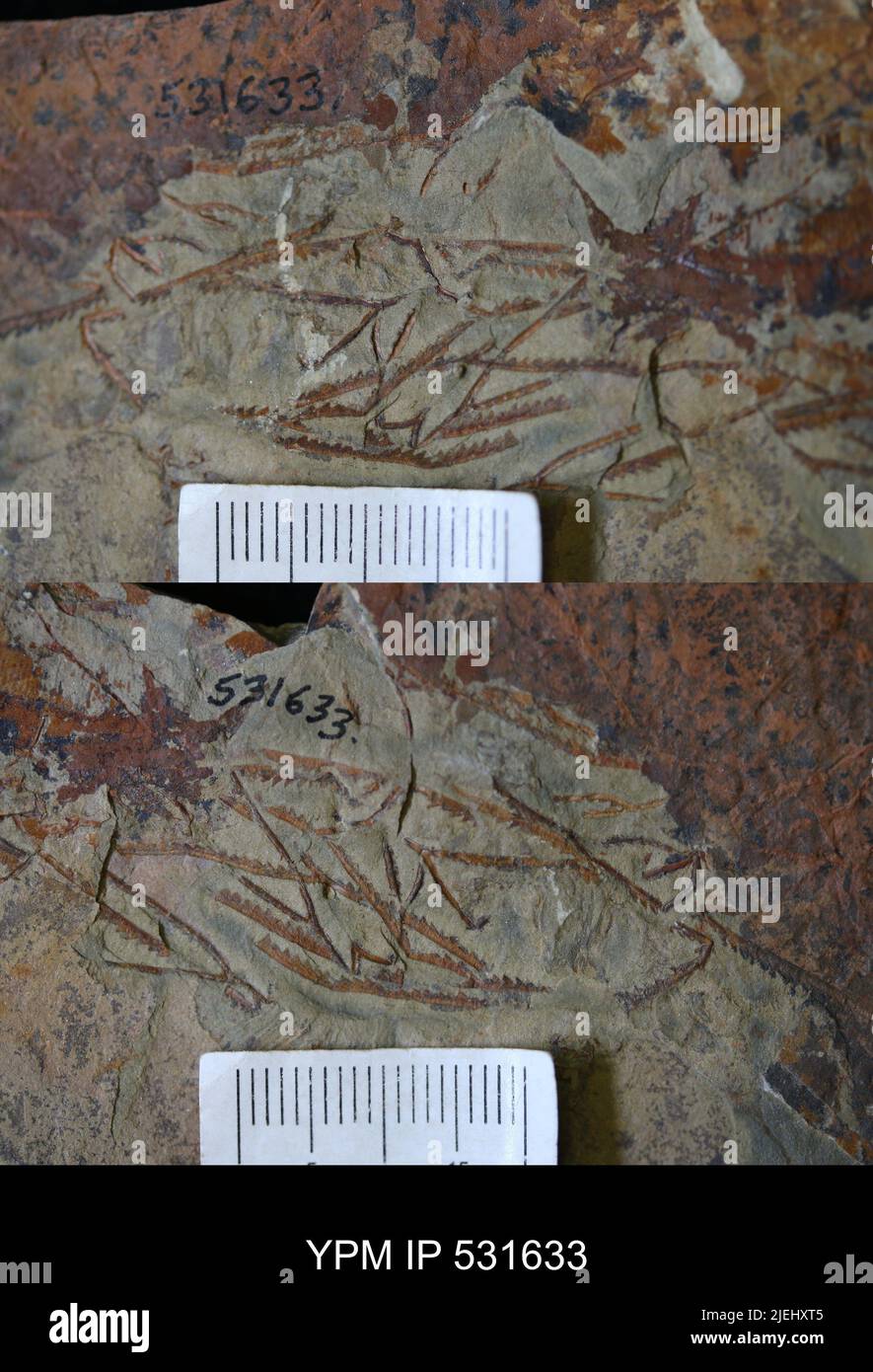 Graptolithina graptolites hi-res stock photography and images - Alamy