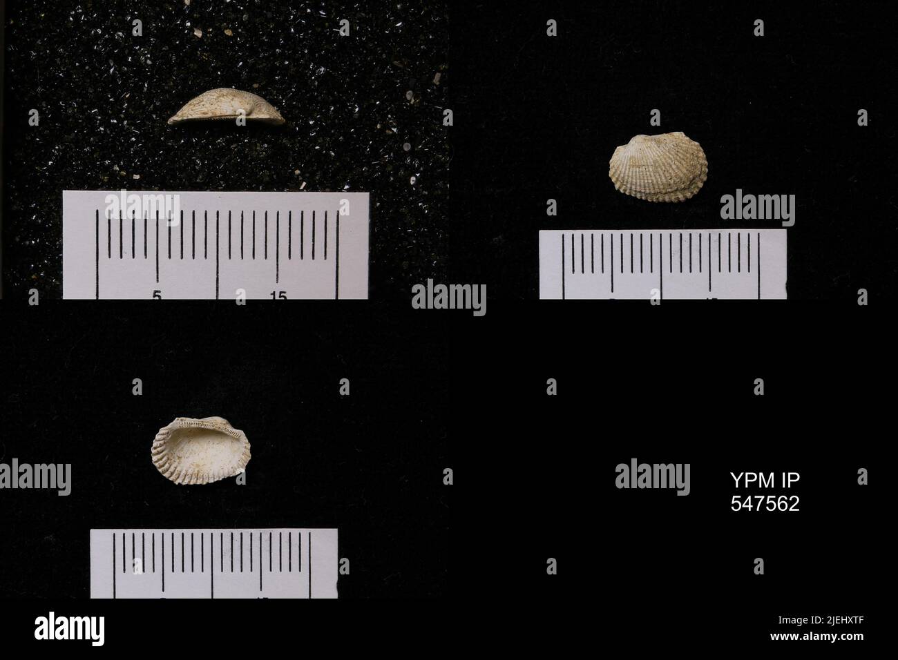 Scapharca transversa animalia hi-res stock photography and images - Alamy