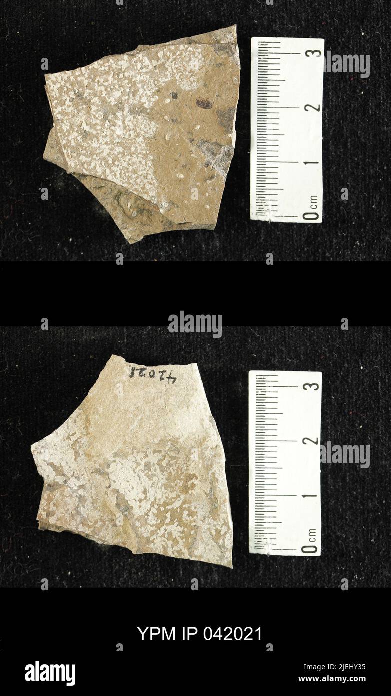 Coleoptera. IPC.01724: Wyoming. Sweetwater County. Green River. Eocene ...