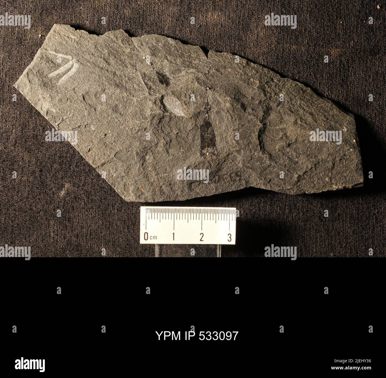 Graptolithina; Assemblage includes Phyllograptus, Isograptus ...