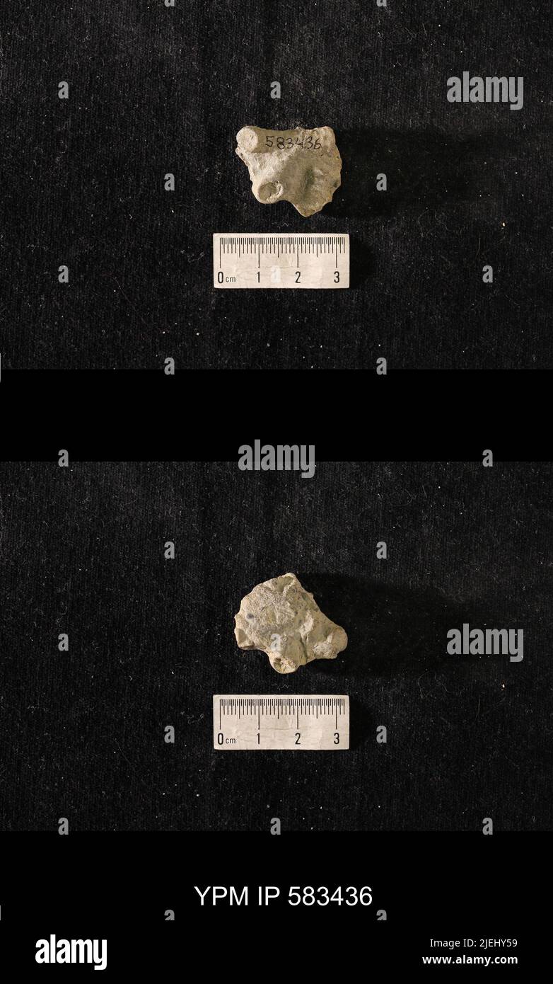 Hallopora animalia hi-res stock photography and images - Alamy