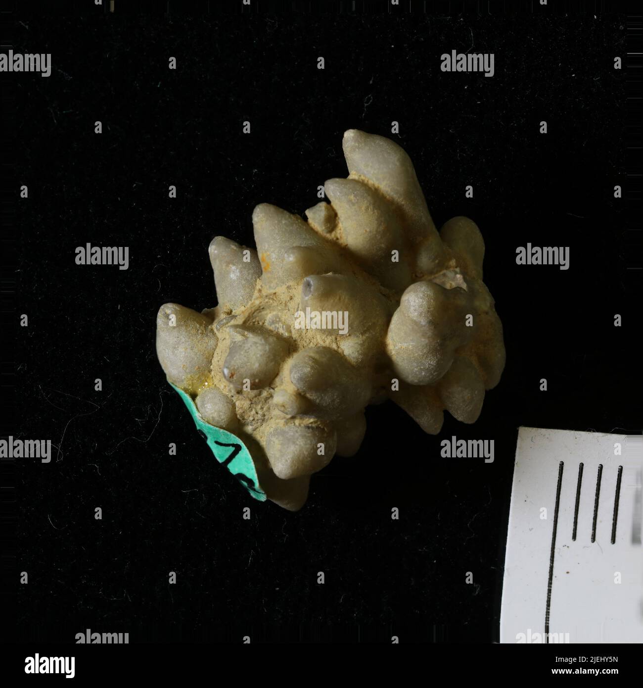 Callosus hi-res stock photography and images - Alamy