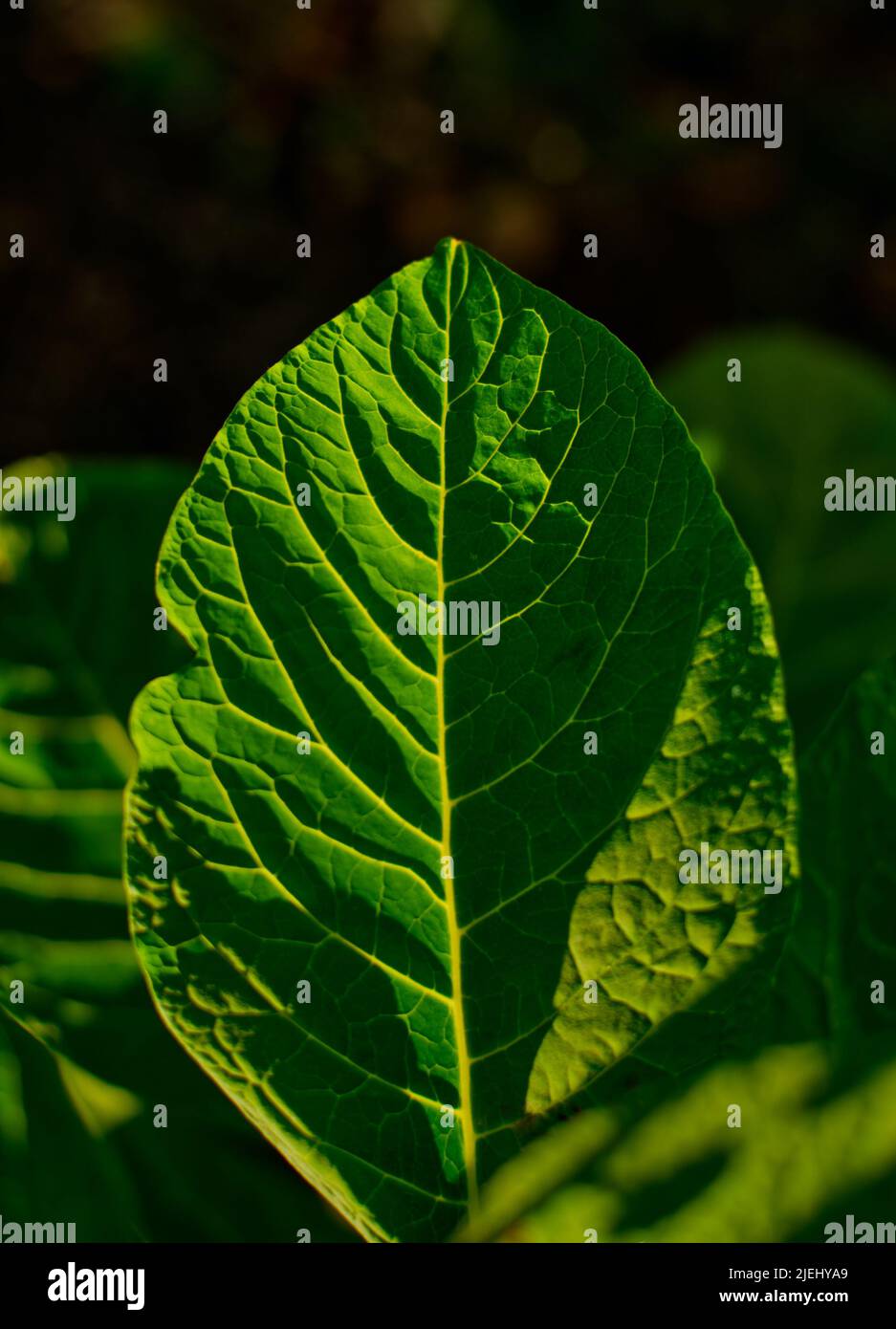 structures of a single leaf of American Pokeweed (Phytolacca Americana ...