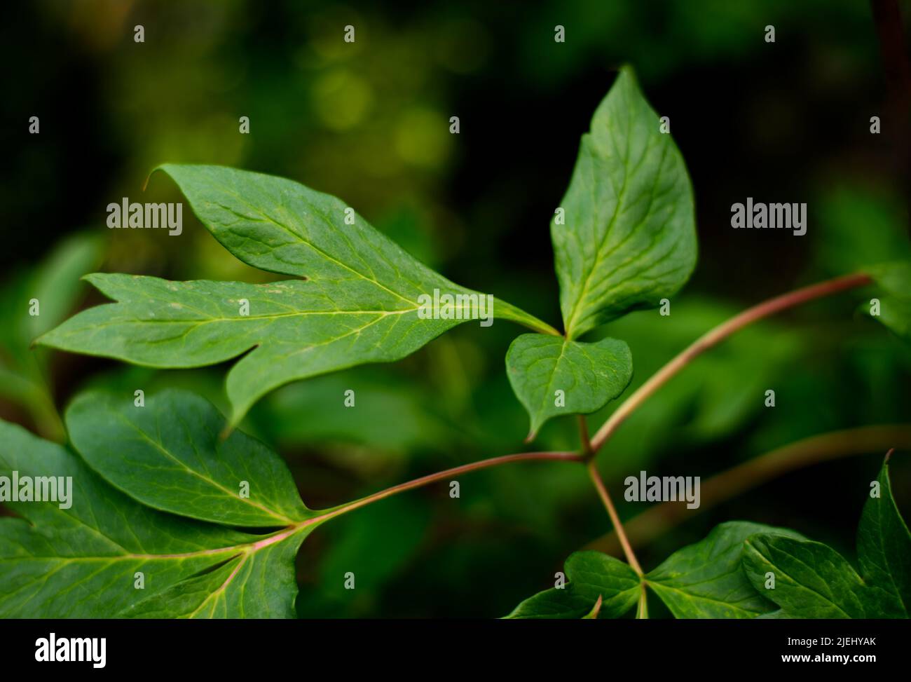 Peony leaves hi-res stock photography and images - Alamy