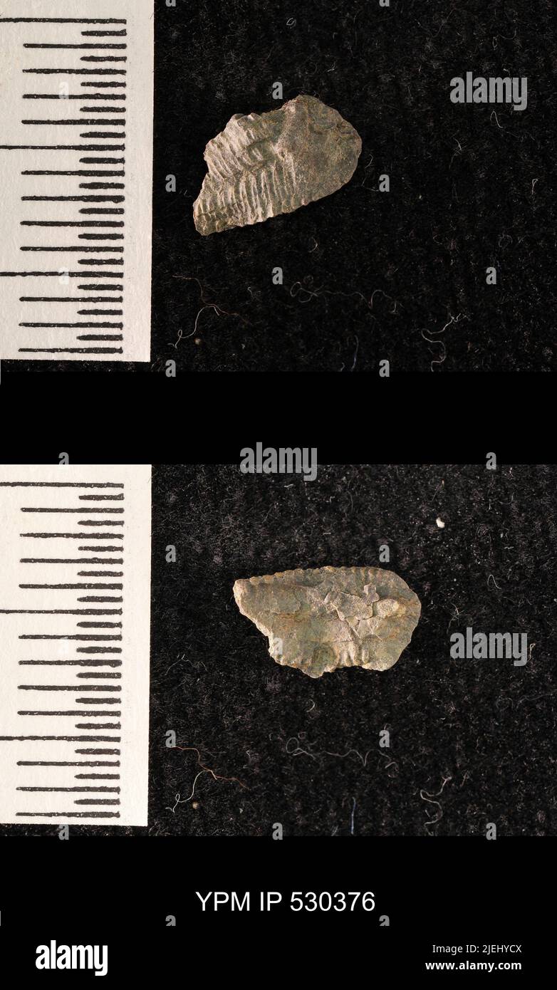 Pentremites hi-res stock photography and images - Alamy