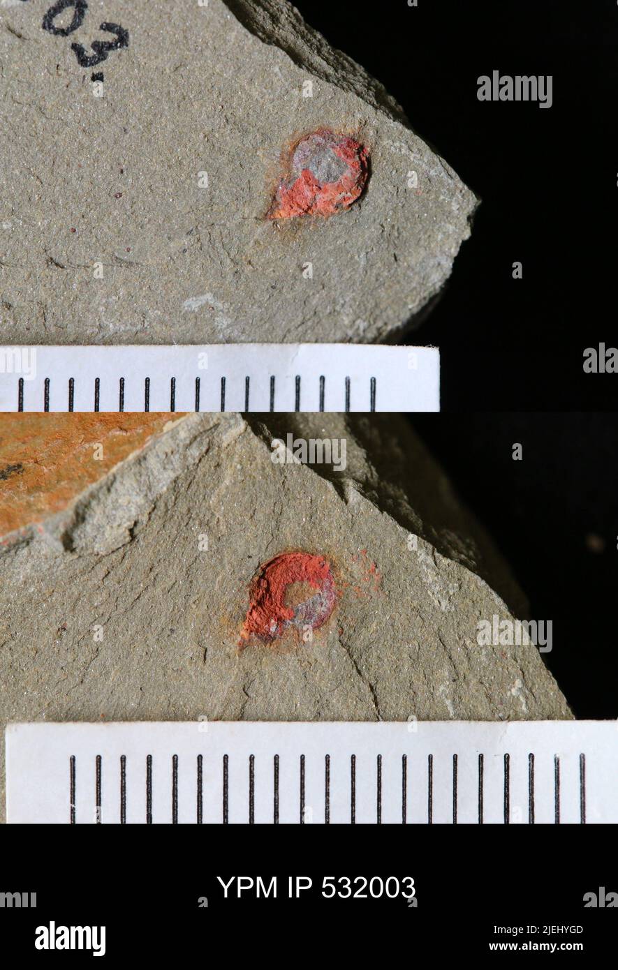 Xiphosurida hi-res stock photography and images - Alamy