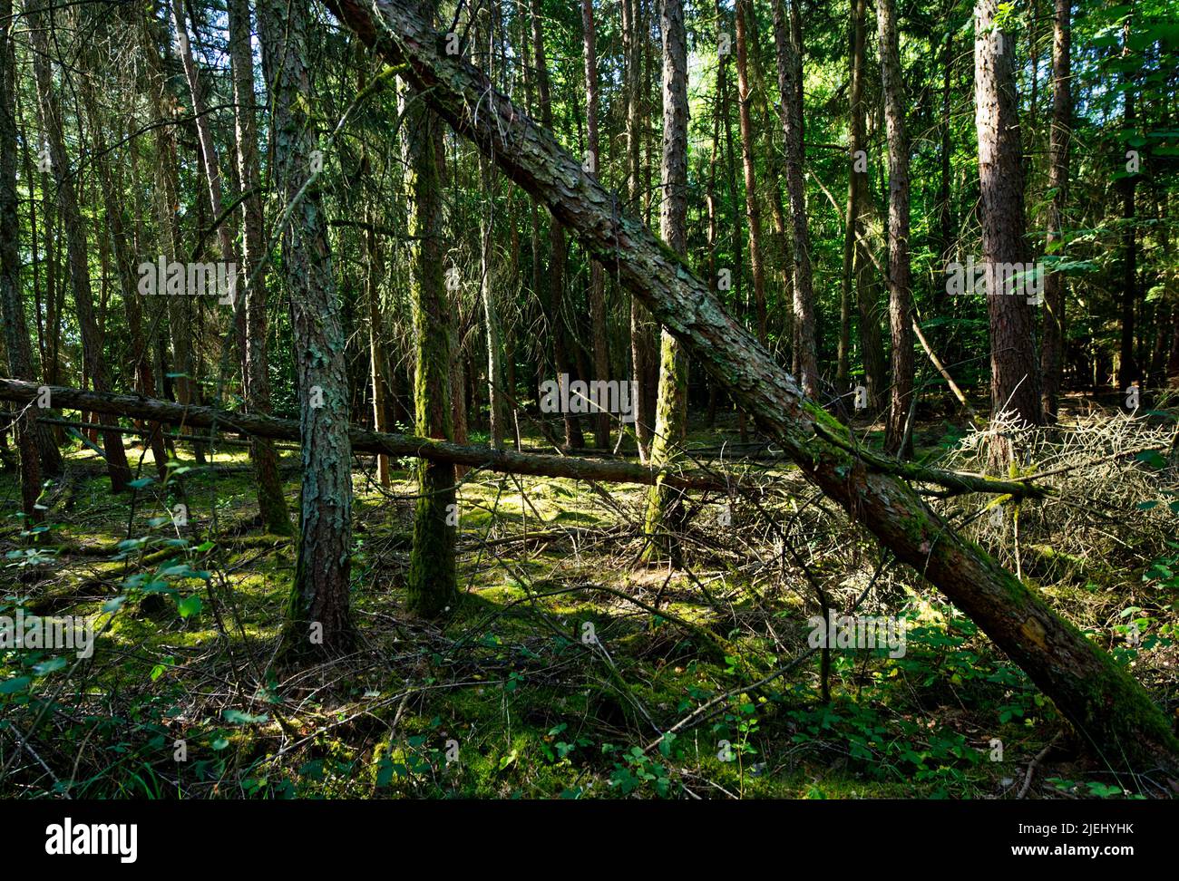 trunks of trees in a crossing pattern with no trespassing in the woods ...