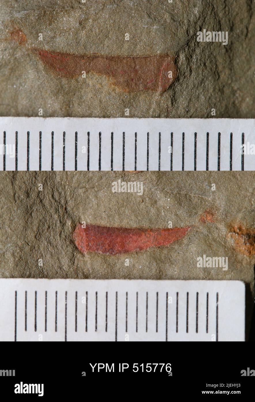 Kingdom animalia taxonomy hi-res stock photography and images - Alamy