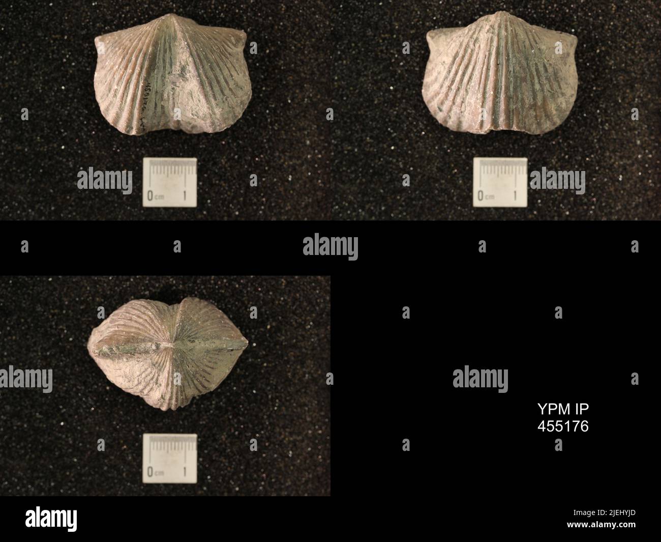 Platystrophia ponderosa var Stock Photo - Alamy