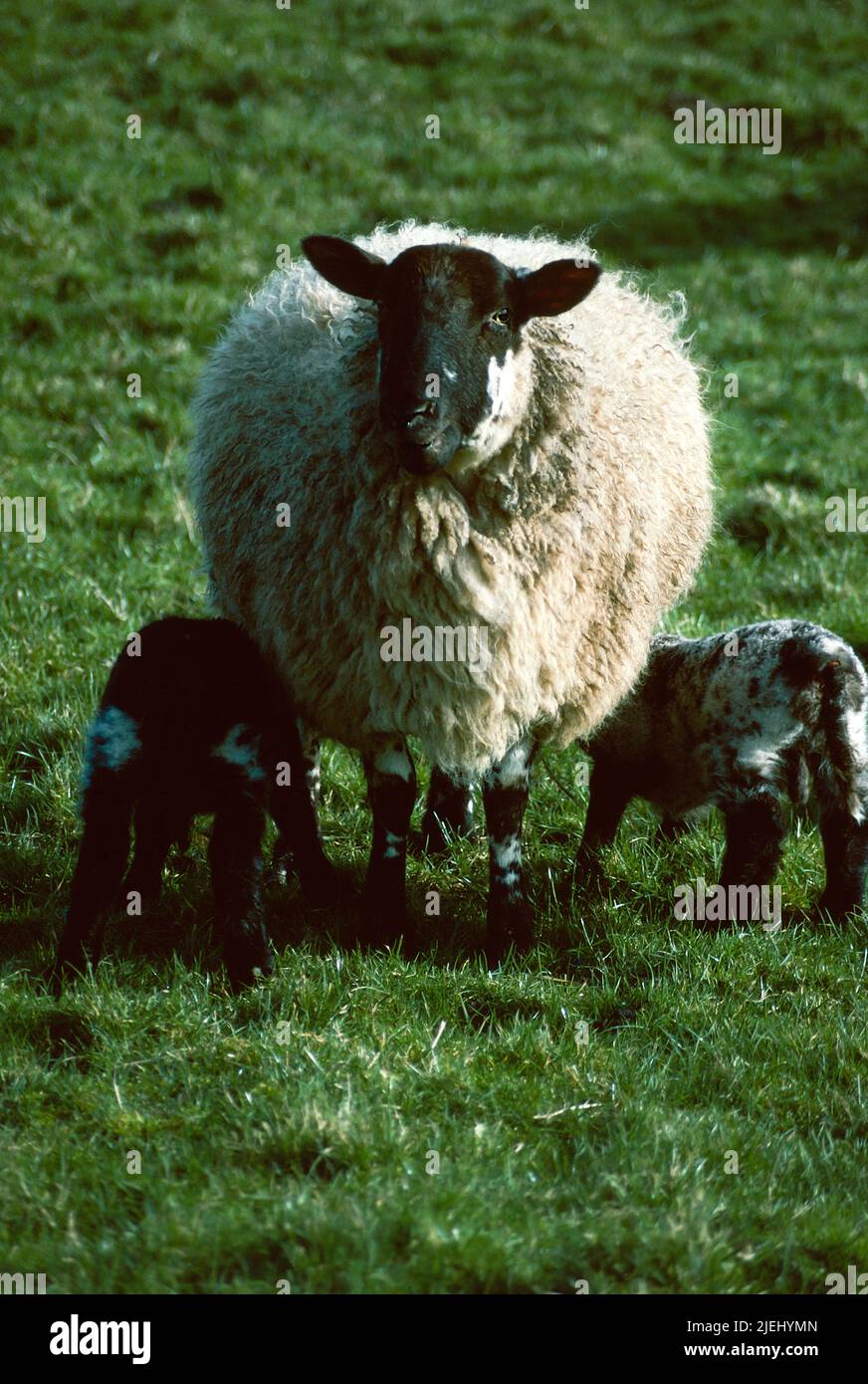 Scottish black-faced sheep feeding lambs Stock Photo - Alamy