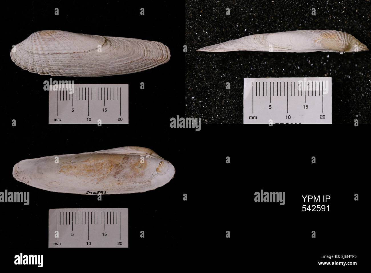 Petricolaria pholadiformis (Lamarck, 1818 Stock Photo - Alamy