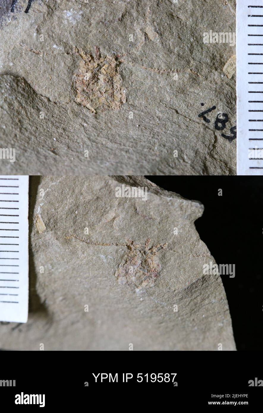 Eocrinoidea hi-res stock photography and images - Alamy