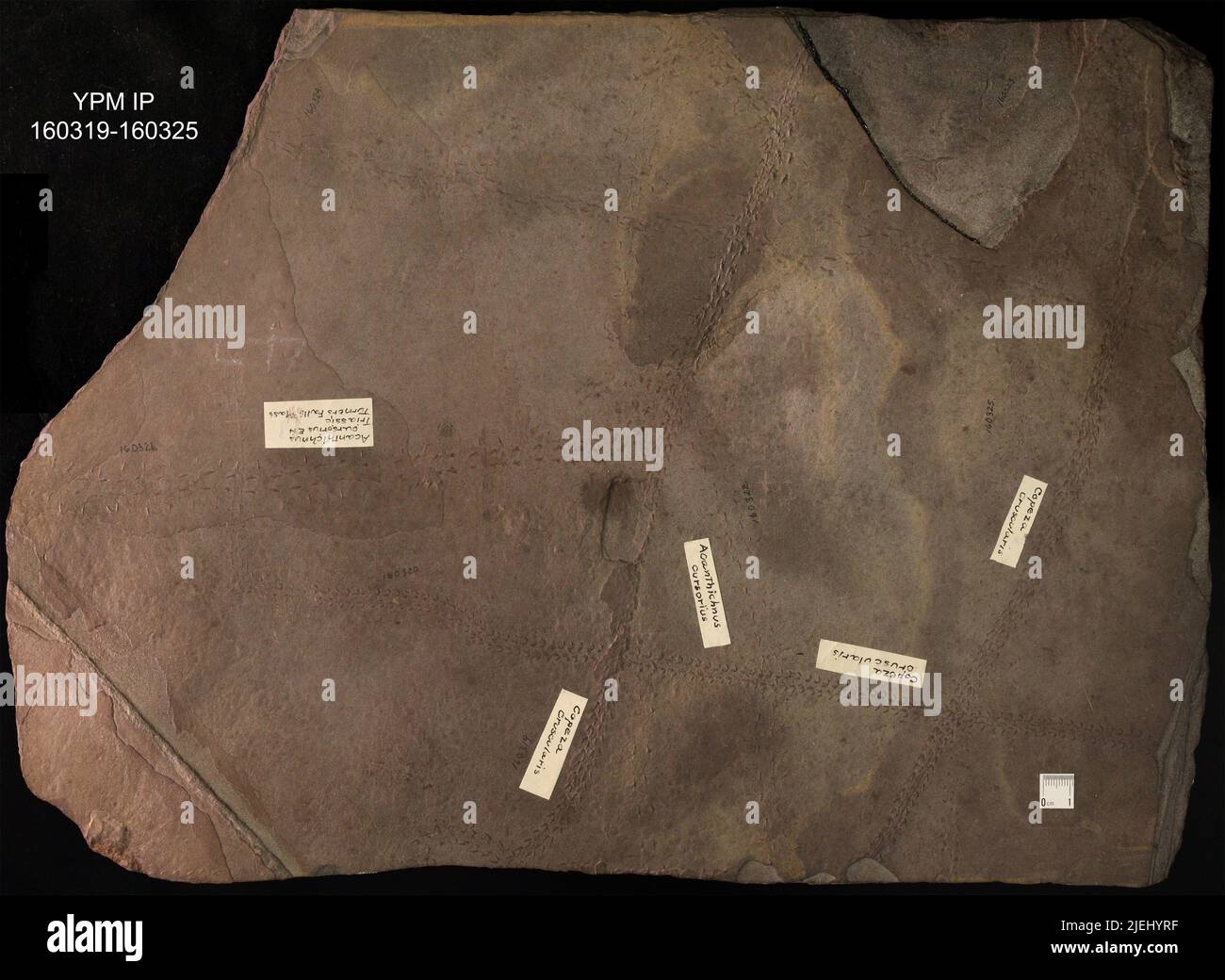 1858 ichnofossil hi-res stock photography and images - Alamy