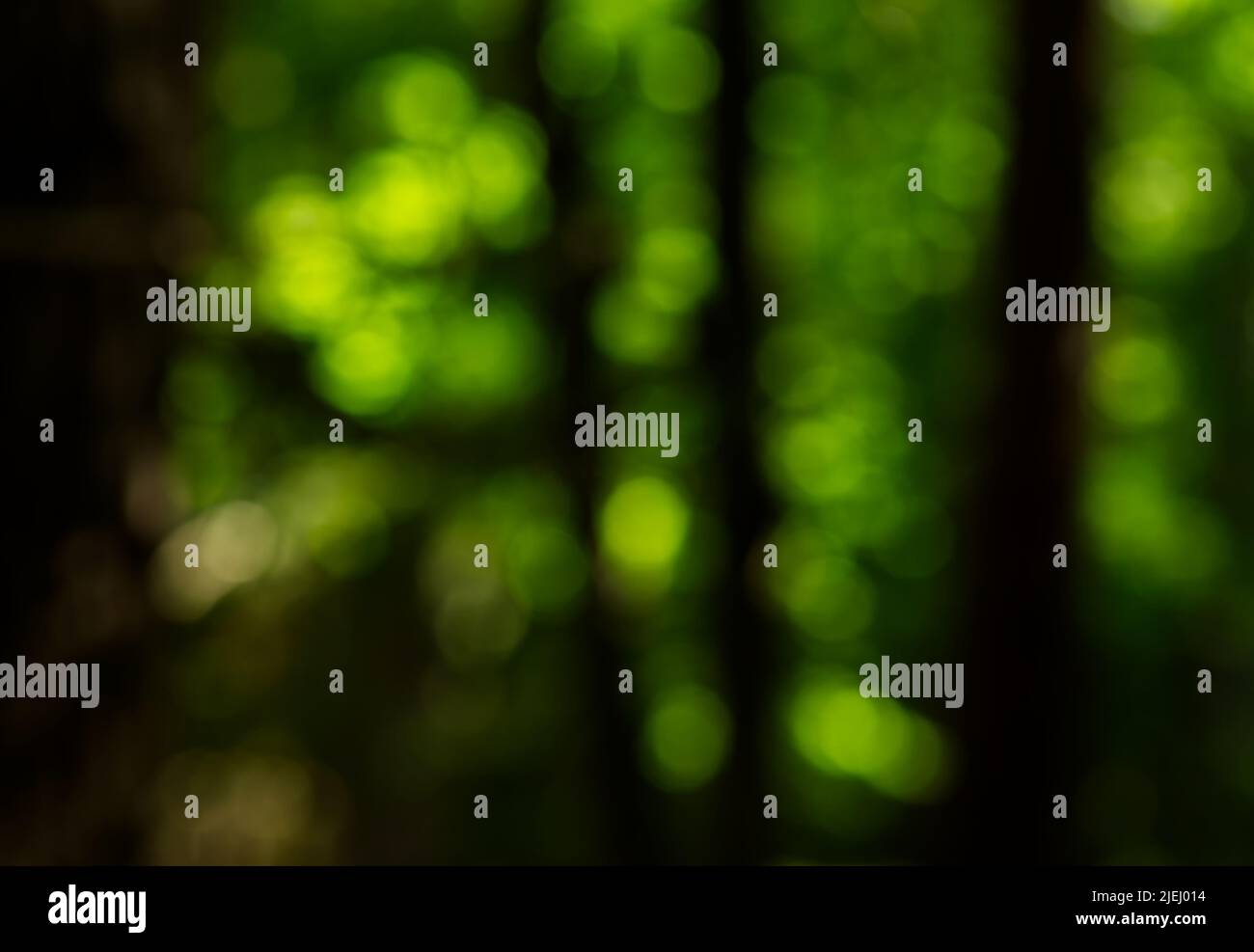 luminous green lights in the woods Stock Photo - Alamy