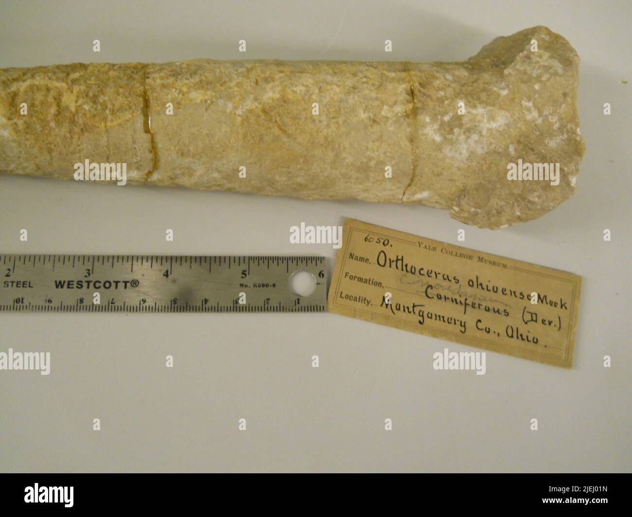 Orthoceras ohioense animalia hi-res stock photography and images - Alamy