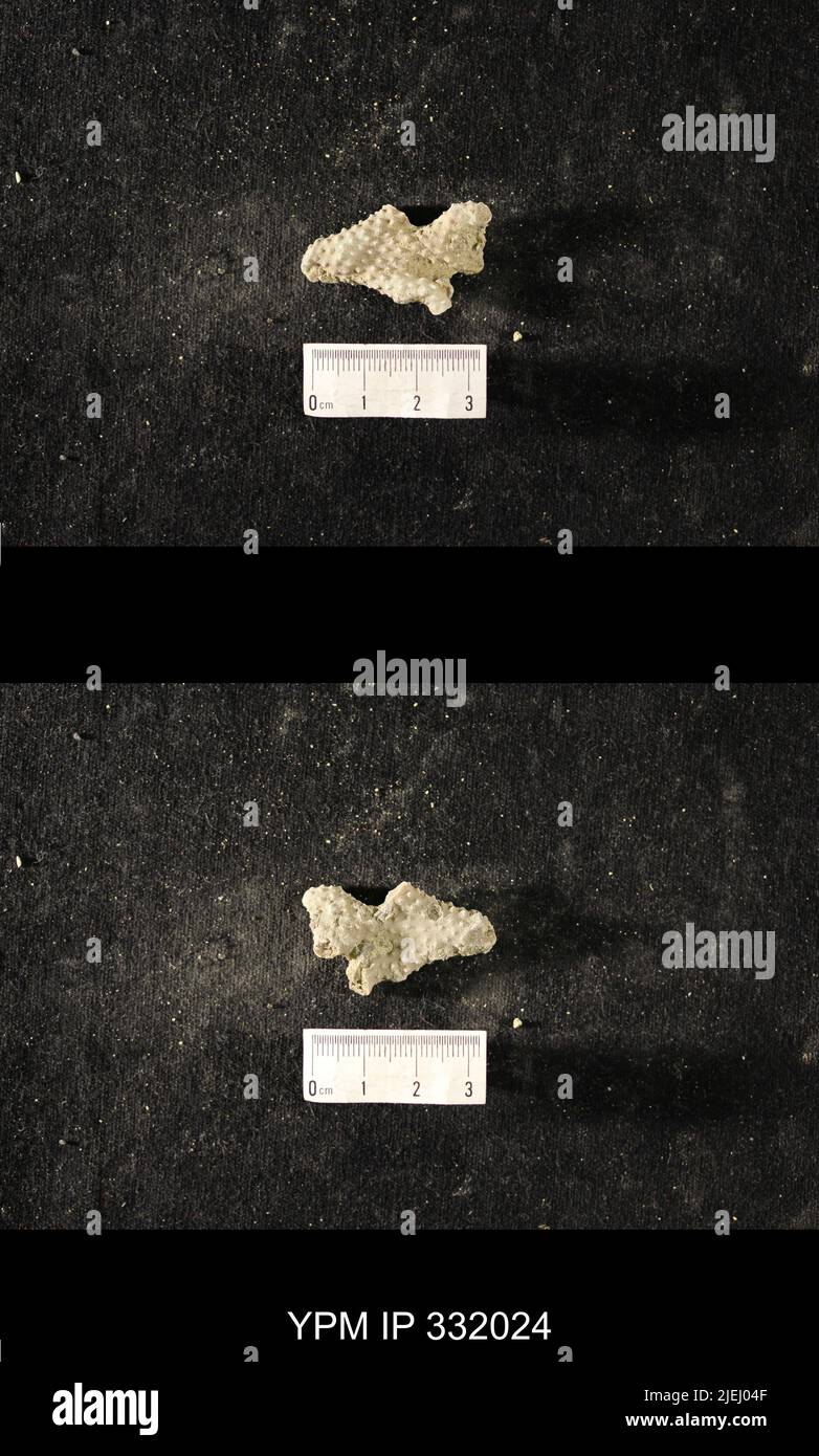 Hallopora animalia hi-res stock photography and images - Alamy