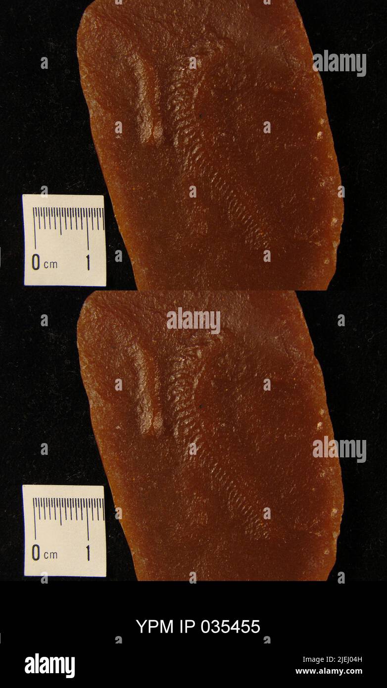 Spriggina floundersi Glaessner Stock Photo - Alamy