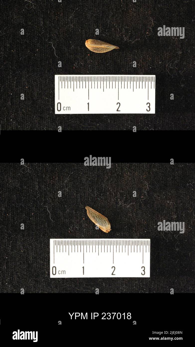 Gryllus legs hi-res stock photography and images - Alamy