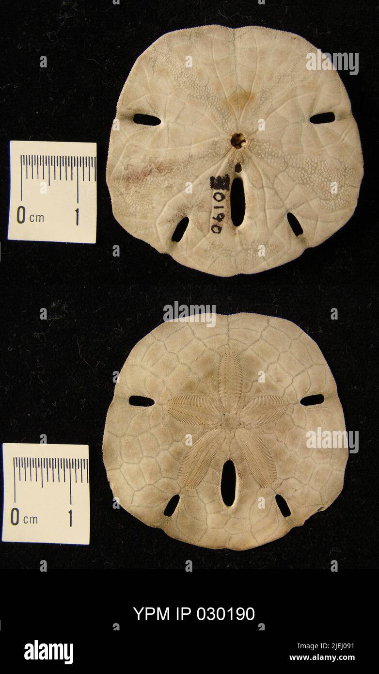 Mellita hi-res stock photography and images - Alamy