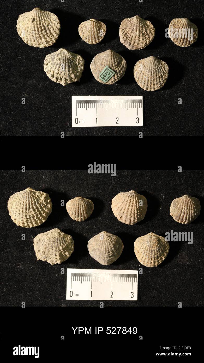 Atrypa aspera animalia hi-res stock photography and images - Alamy