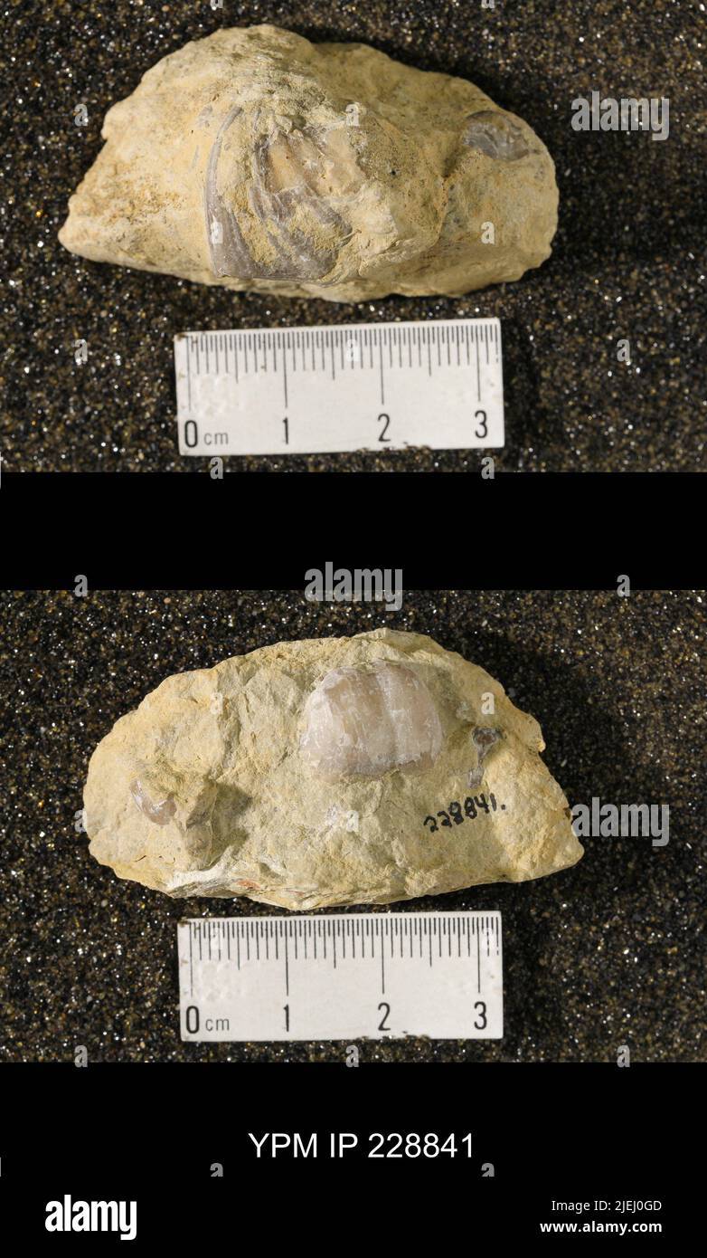 Neospirifer triplicatus Hall Stock Photo - Alamy