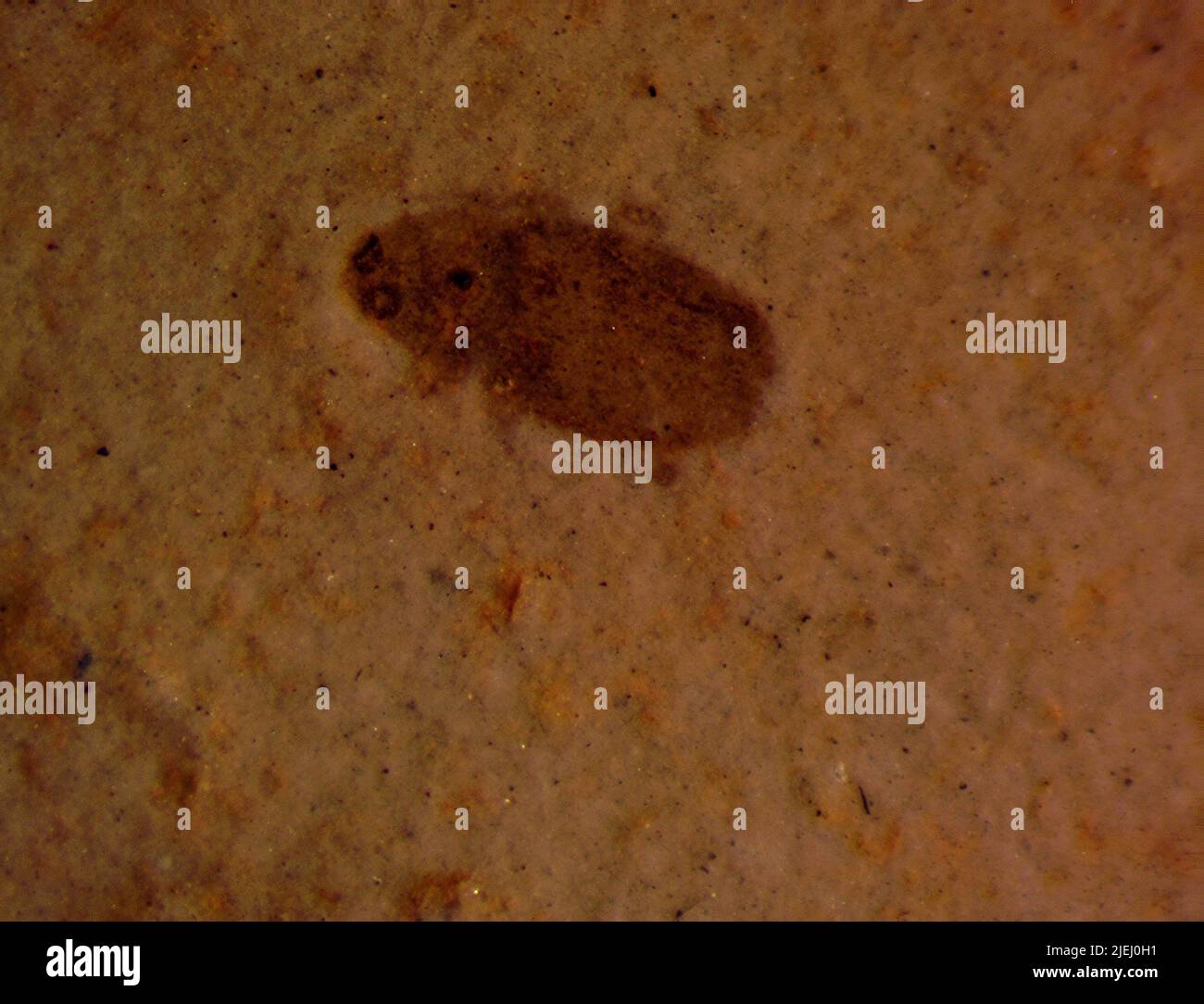 Coleoptera insects hi-res stock photography and images - Alamy