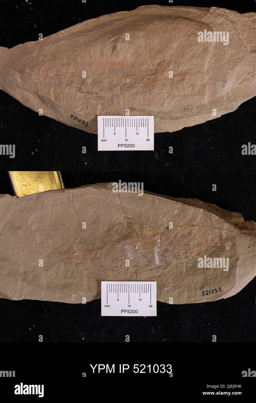 Annelida segmented worms hi-res stock photography and images - Alamy