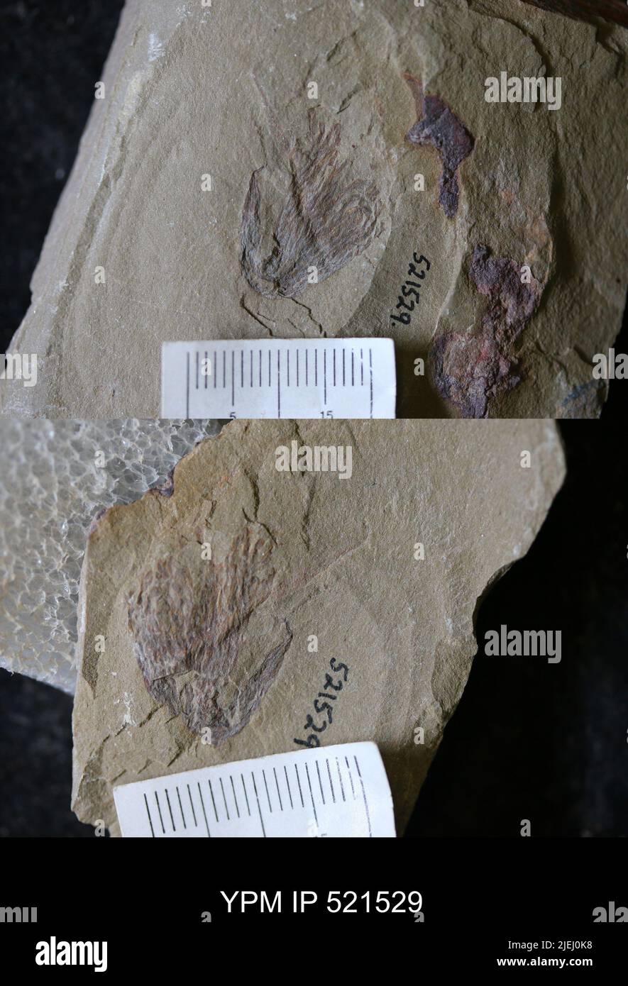 Graptolithina hi-res stock photography and images - Alamy