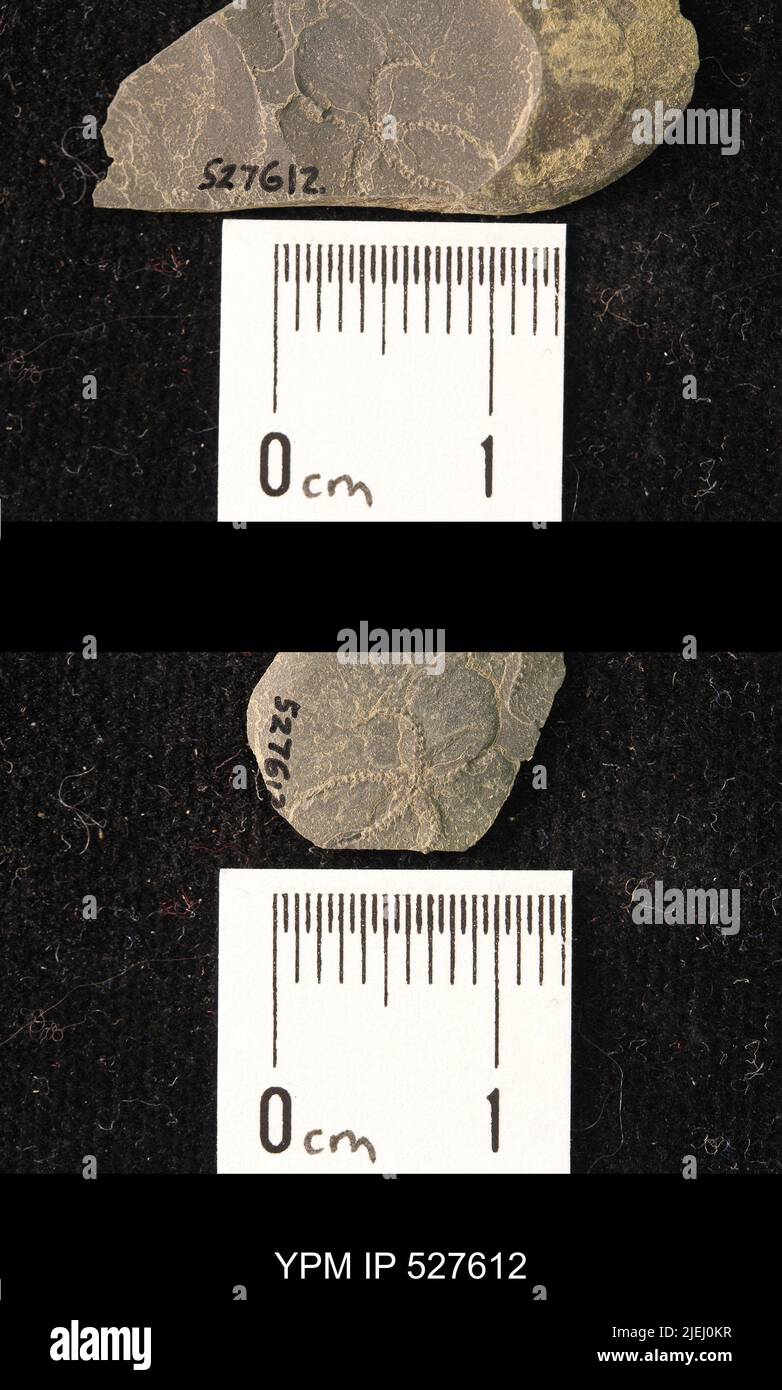 Ophiuroidea hi-res stock photography and images - Alamy