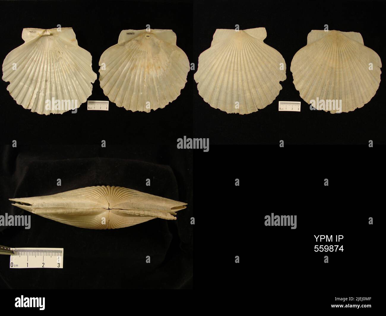 Chlamys solaroides animalia hi-res stock photography and images - Alamy