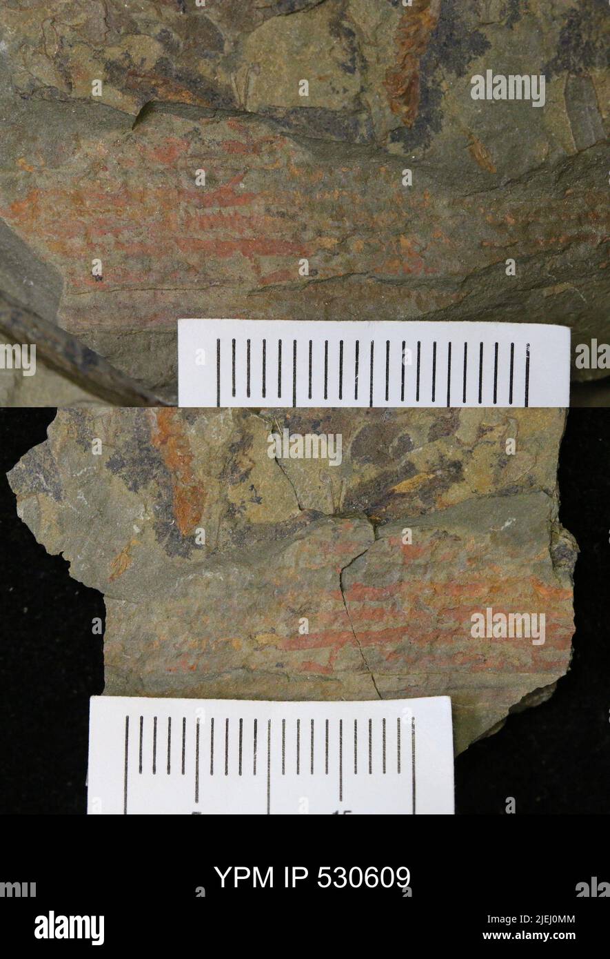 Dinocarida hi-res stock photography and images - Alamy