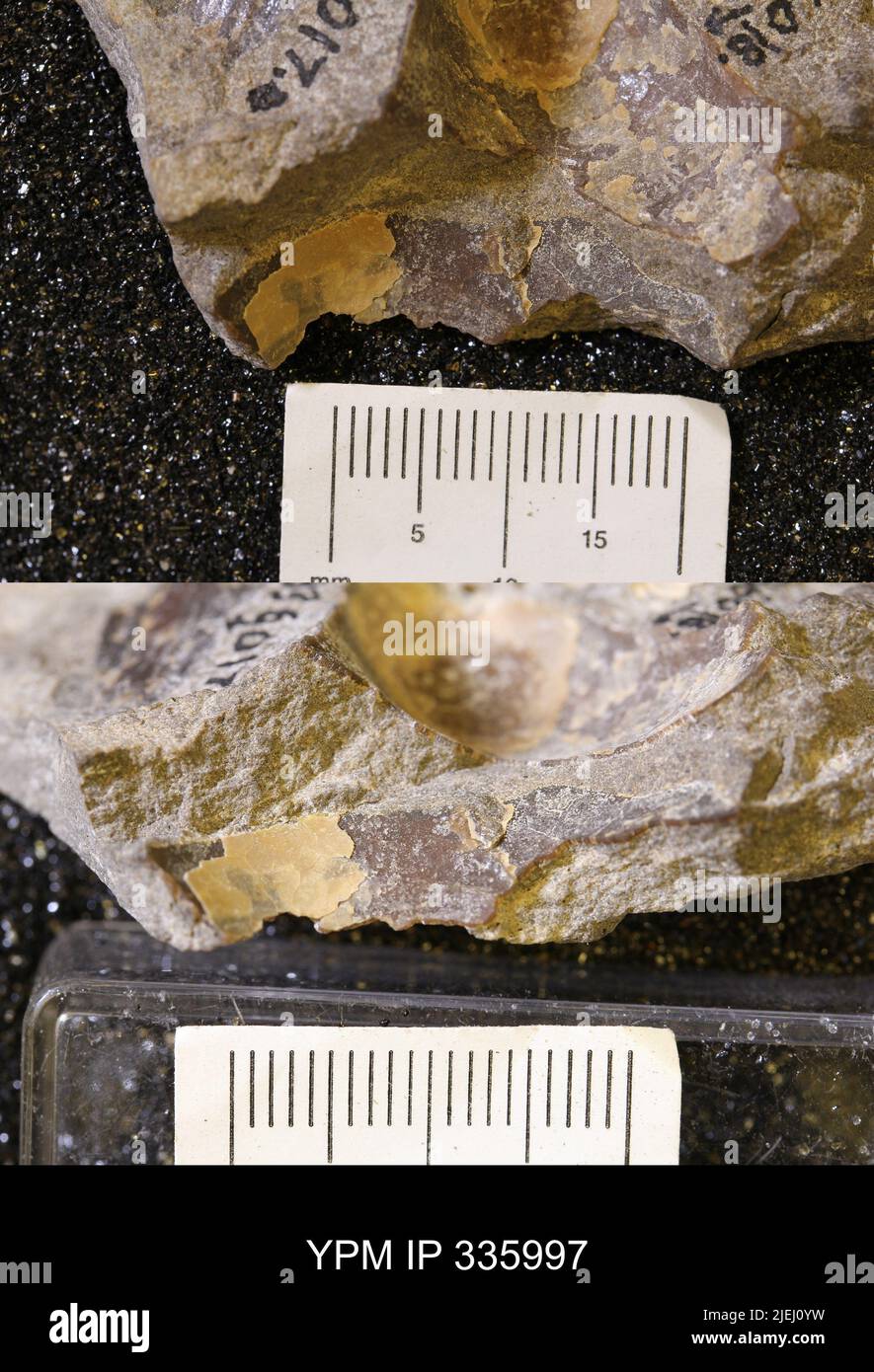 Ammonoidea ammonites hi-res stock photography and images - Alamy