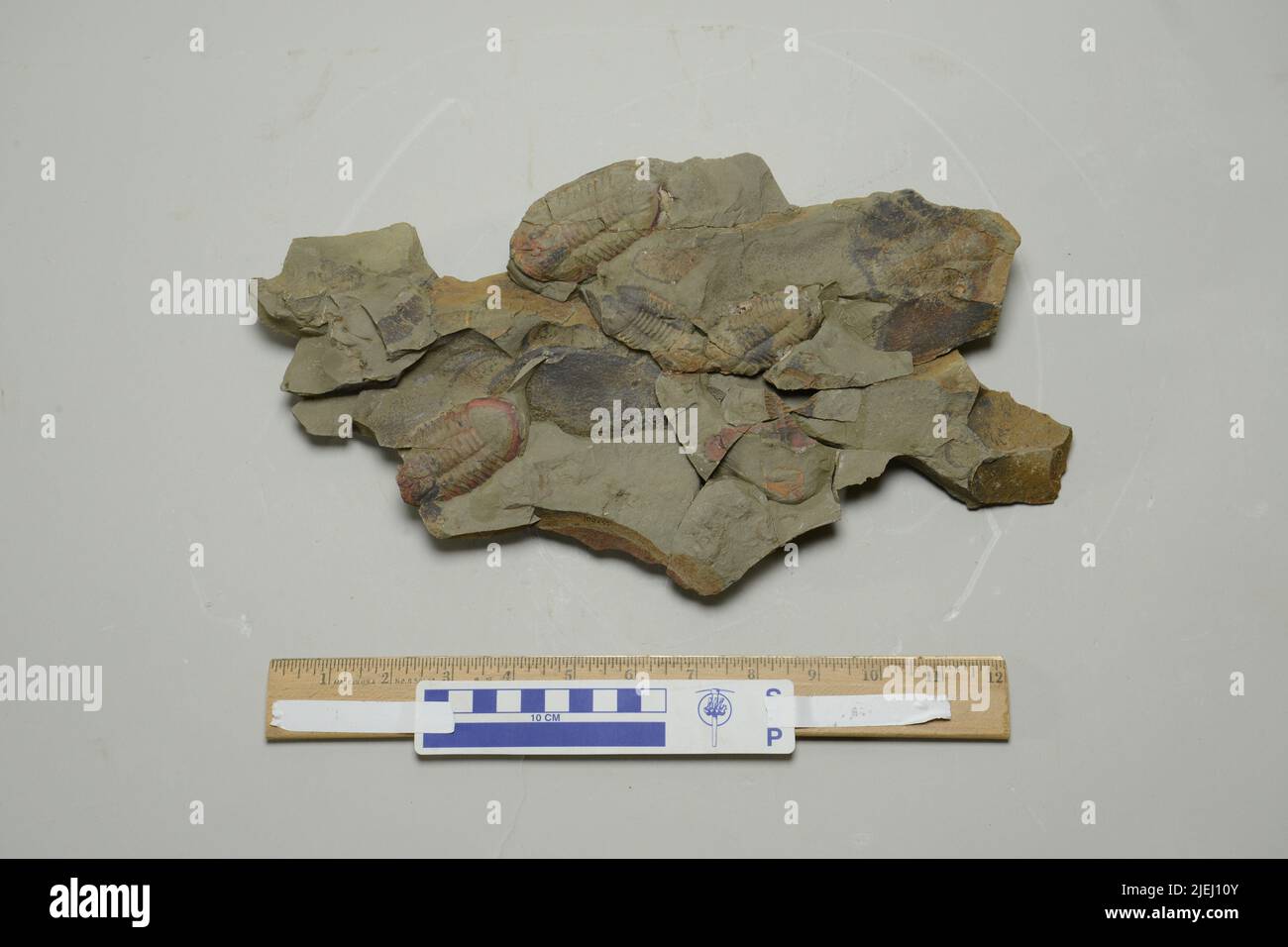 Asaphidae hi-res stock photography and images - Alamy