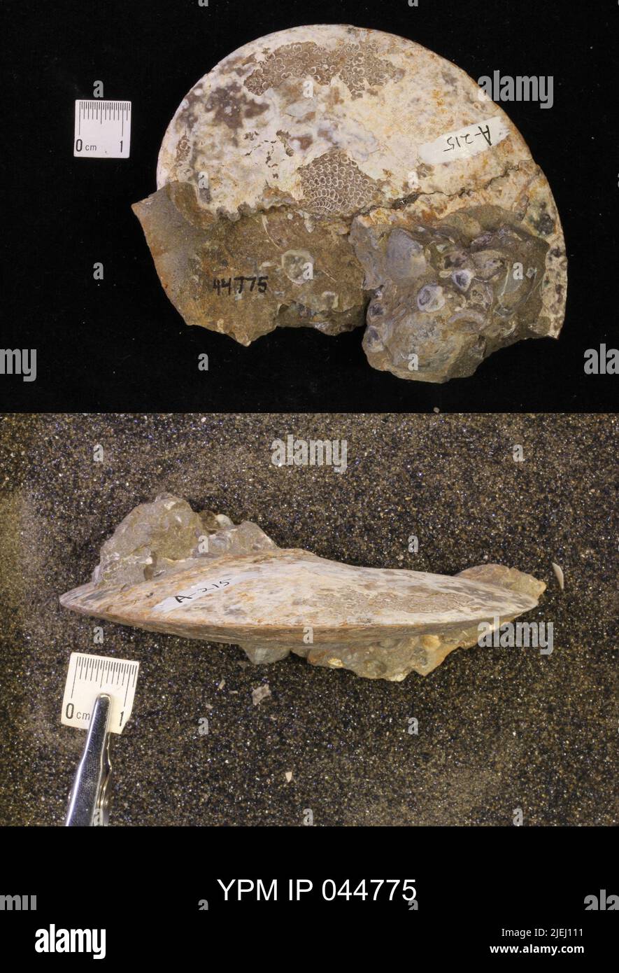 Sphenodiscus lenticularis (Owen Stock Photo - Alamy