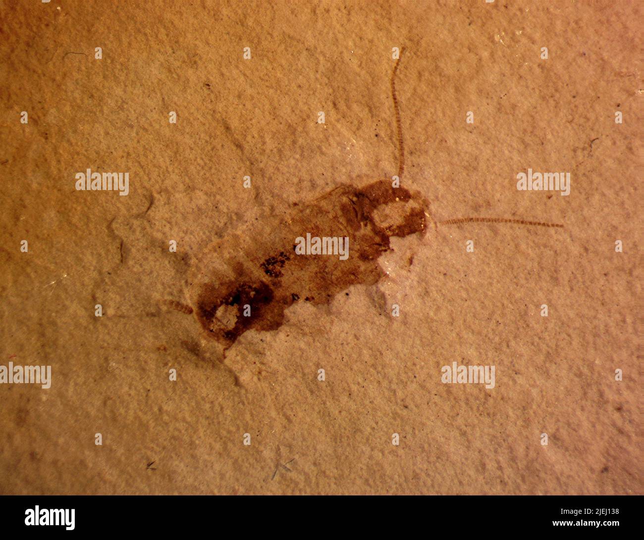 Order blattaria hi-res stock photography and images - Alamy
