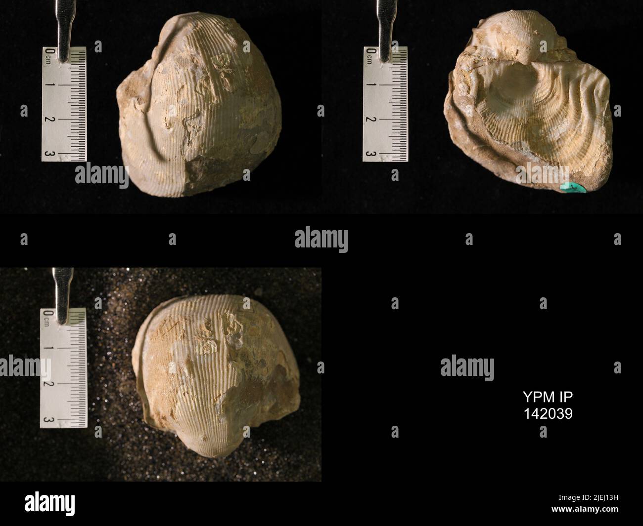 Productus (Linoproductus) lineatus Stock Photo - Alamy