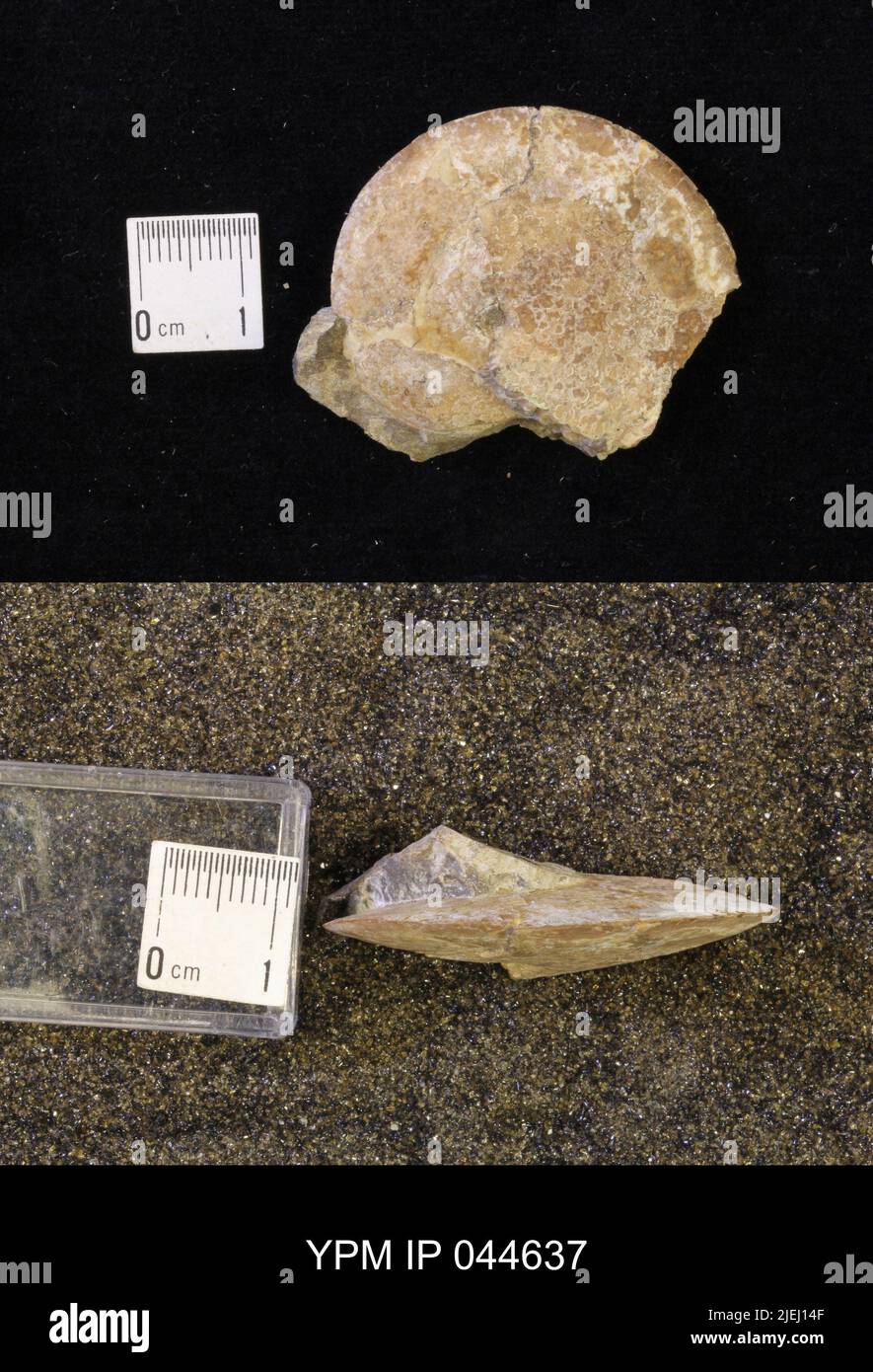 Sphenodiscus lenticularis (Owen Stock Photo - Alamy