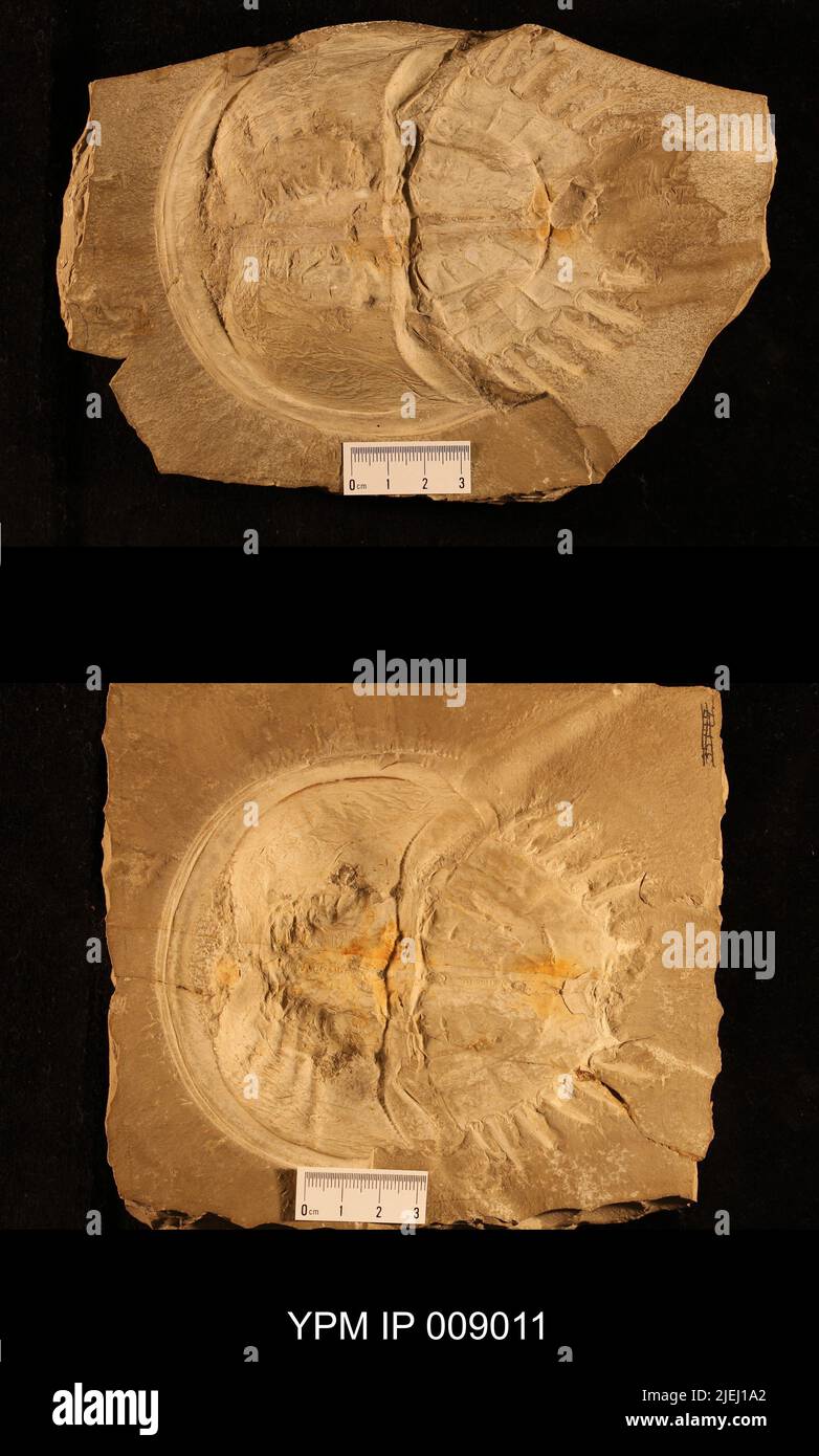 Horseshoe crab research limulus hi-res stock photography and images - Alamy