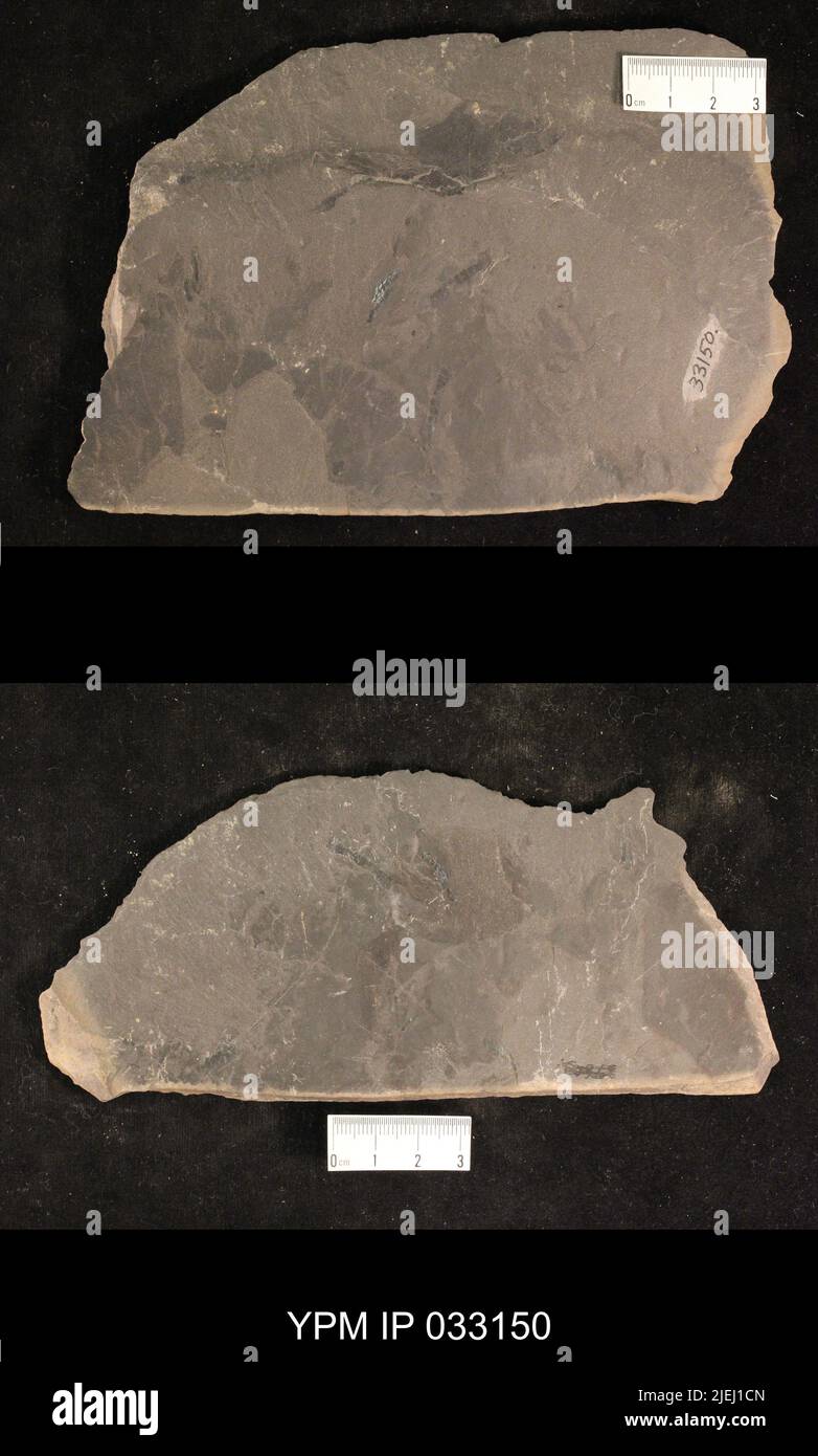 Mormolucoides articulatus Hitchcock. IPB.09955: Massachusetts. Franklin ...