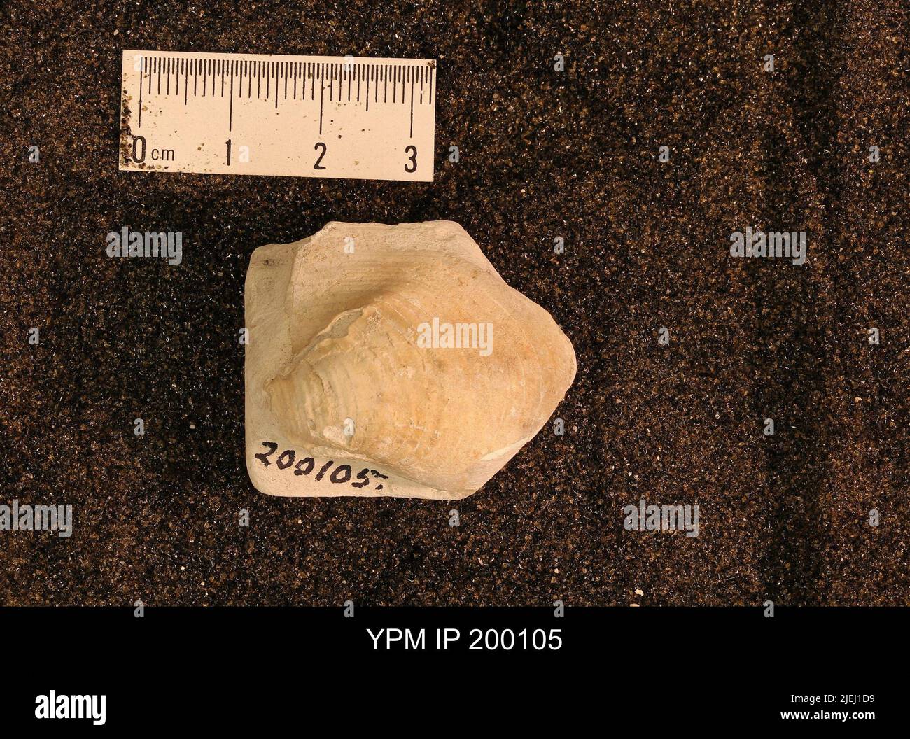 Inoceramus brogniarti animalia hi-res stock photography and images - Alamy