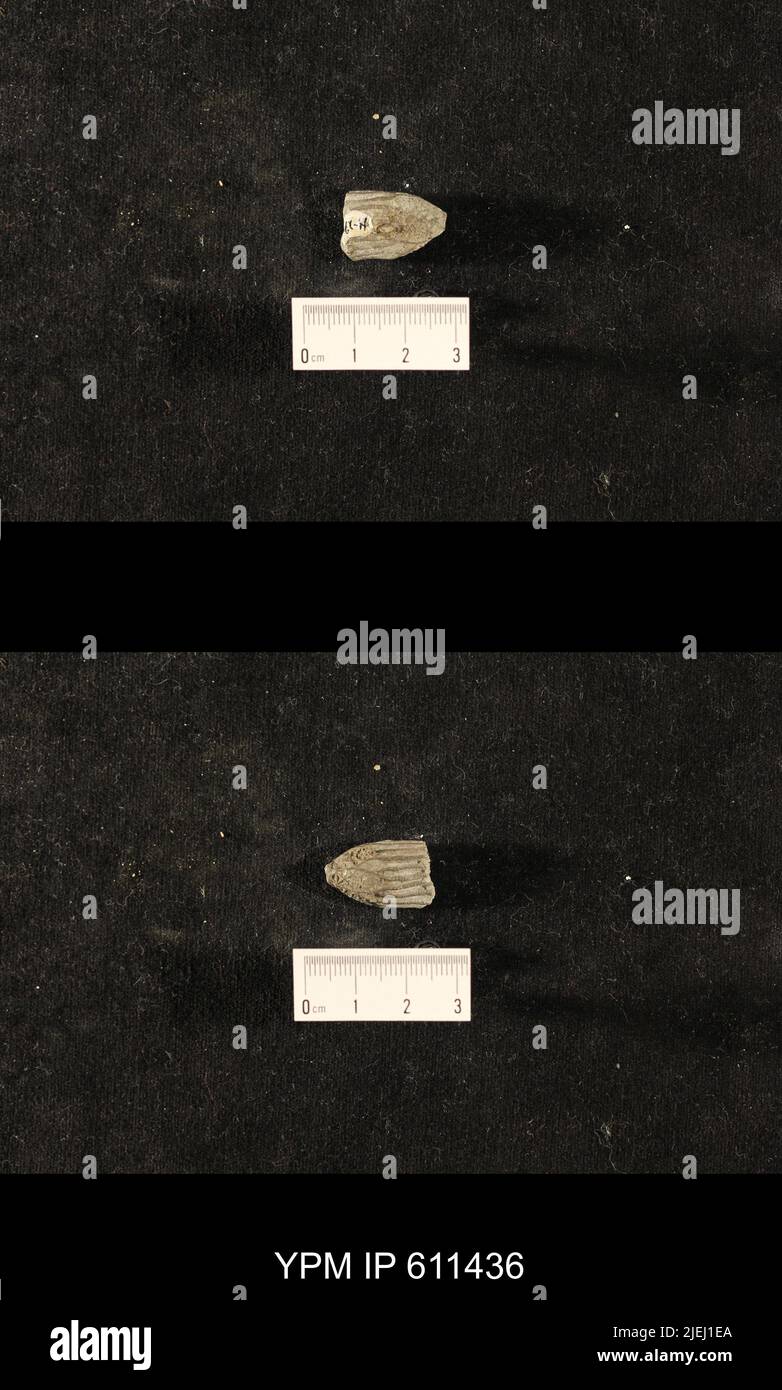 Glyptocrinus decadactylus Hall, 1847 Stock Photo - Alamy