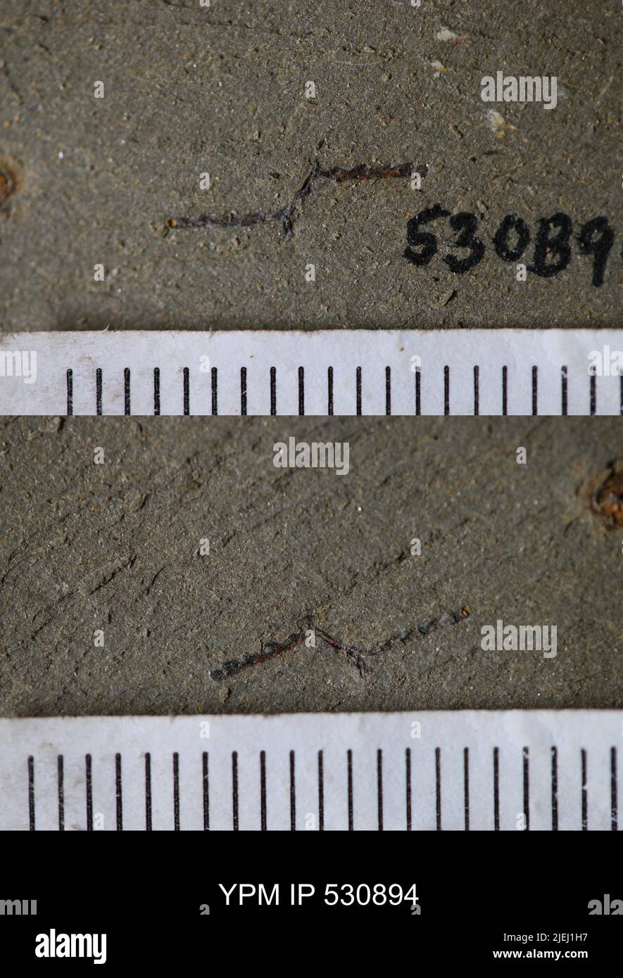 Graptolithina graptolites hi-res stock photography and images - Alamy