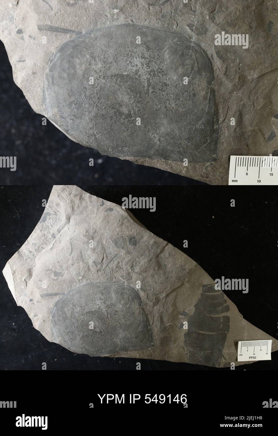 Pterygotus hi-res stock photography and images - Alamy