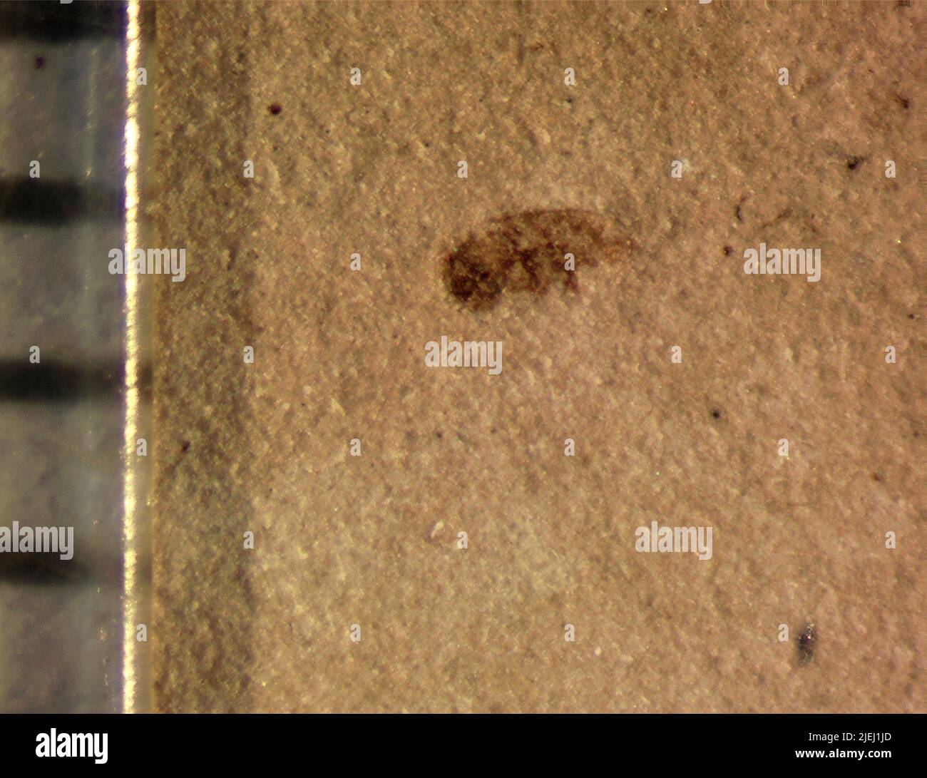 Taxonomic study coleoptera species hi-res stock photography and images ...
